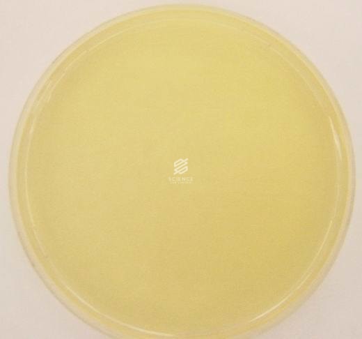 Nutrient Agar – Sciencelab limited